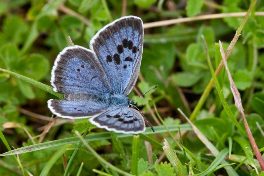 Butterfly Conservation 6930 large blue butterfly - Biffa Award