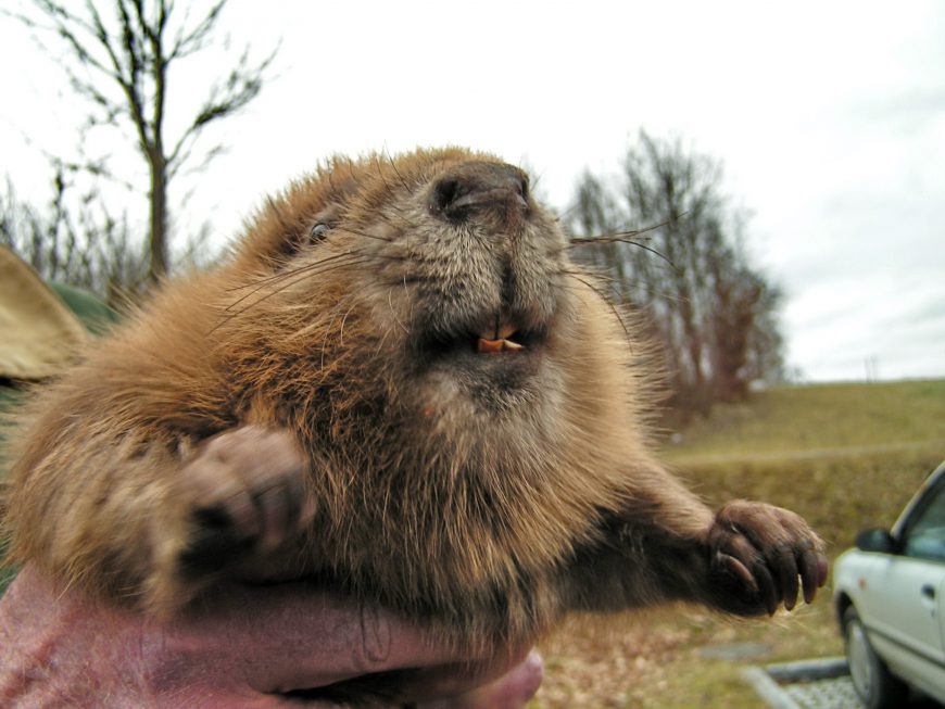 Beavers back in Britain - Biffa Award